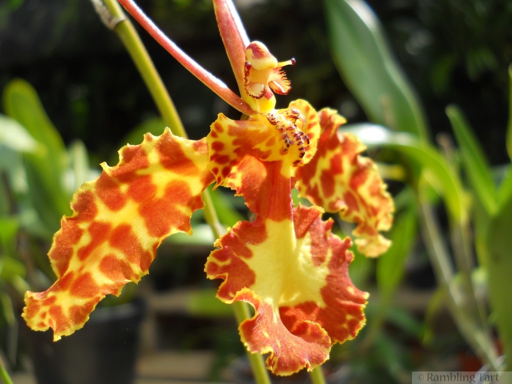 Cancun: A Flowering Paradise » ramblingtart