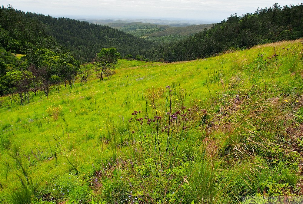 Hiking to An Alpine Meadow in the Bunya Mountains » ramblingtart